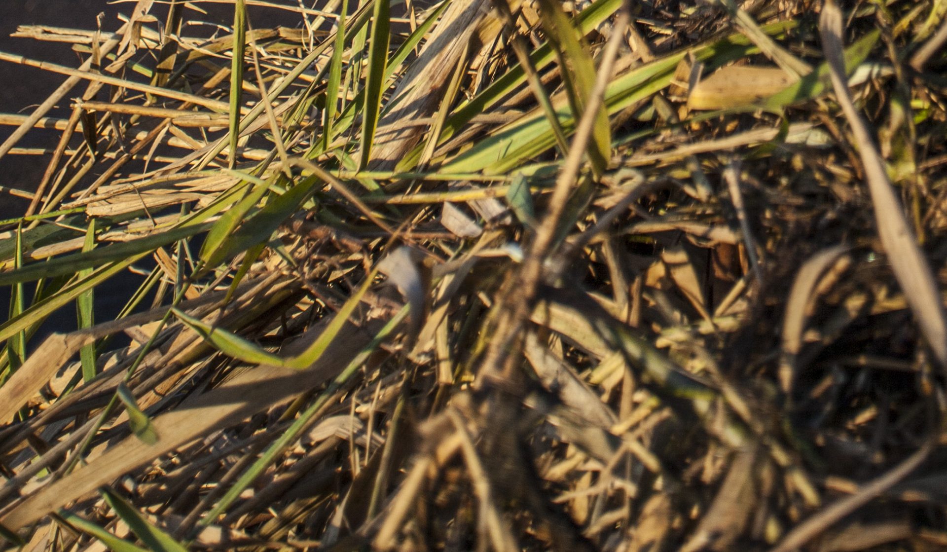 Bermgras - Afvalzorg