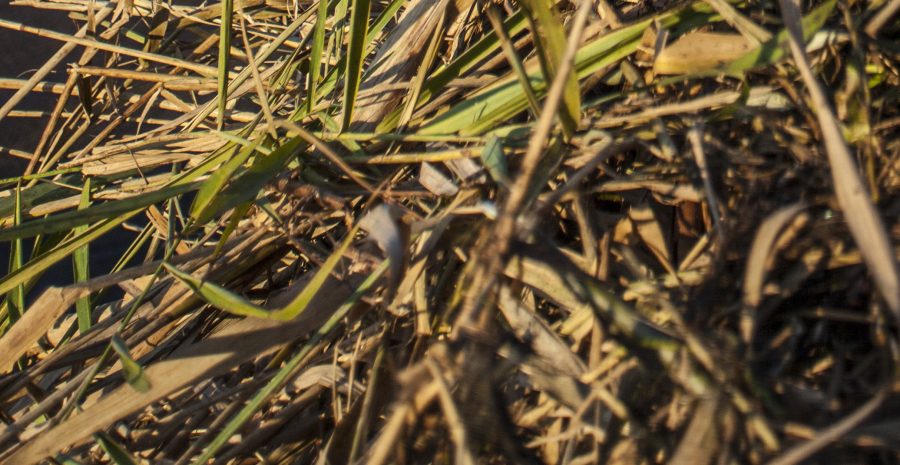 Groenafval - Afvalzorg