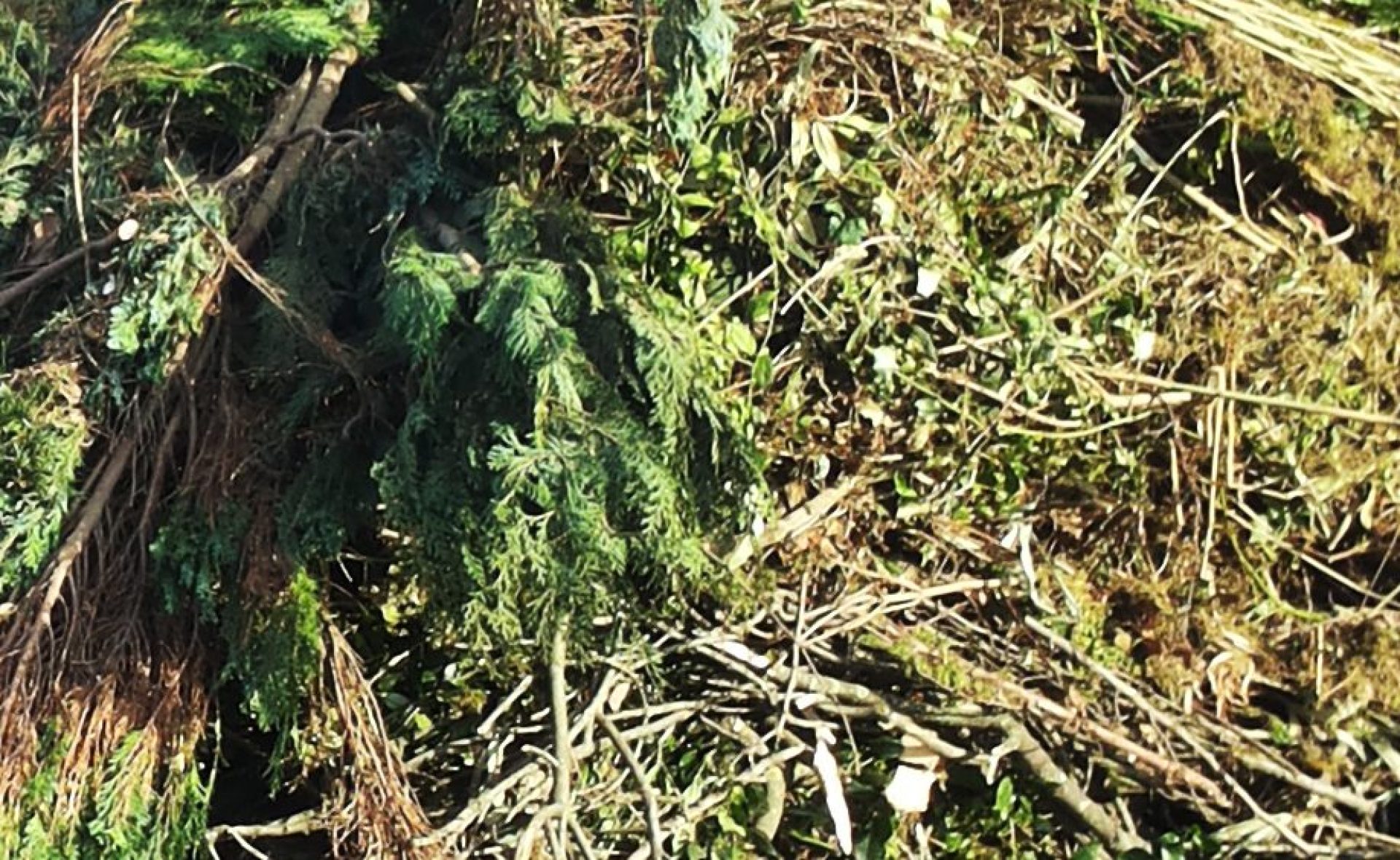 Groenafval gemengd - Afvalzorg