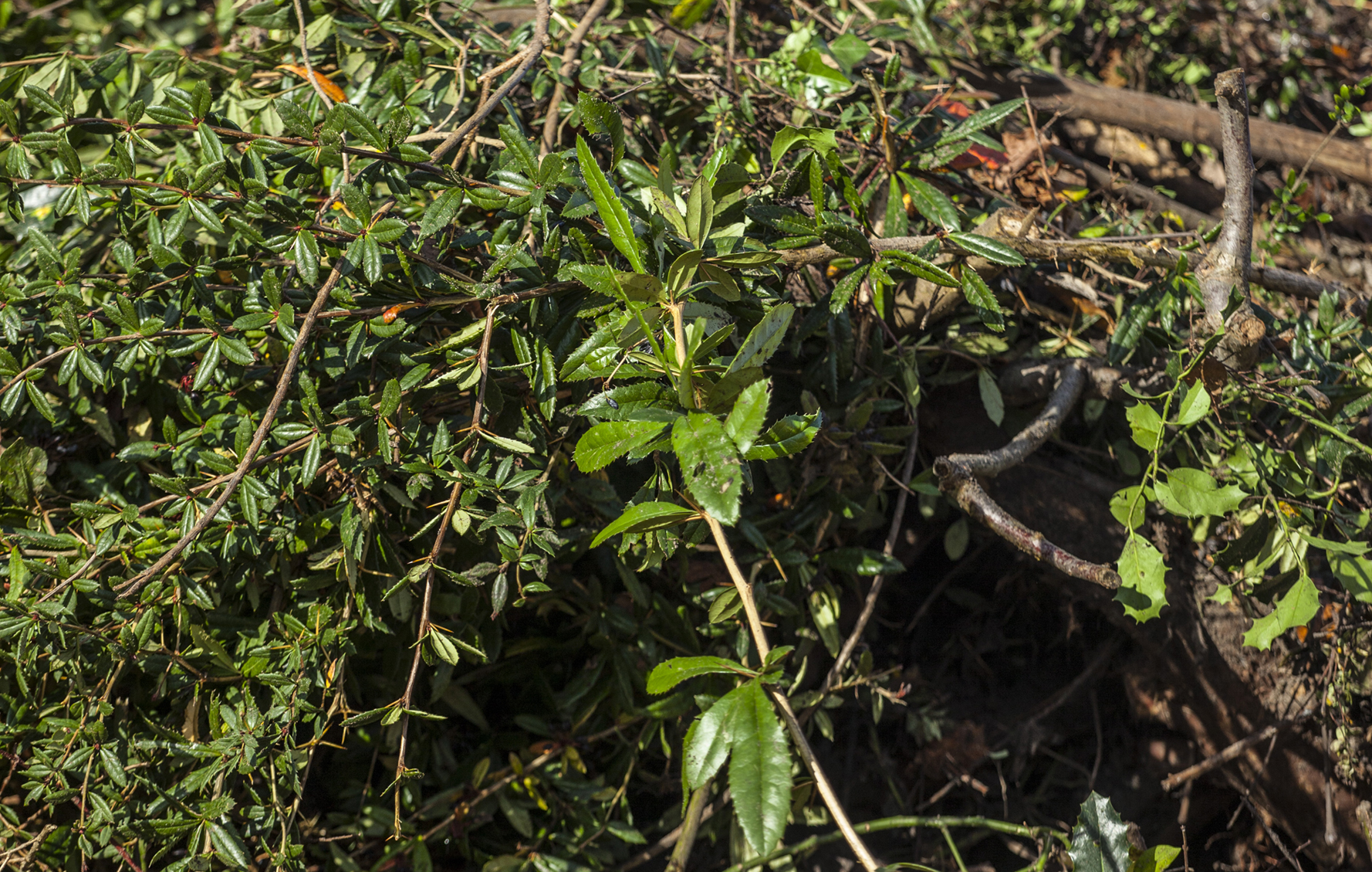 Groenafval - Afvalzorg